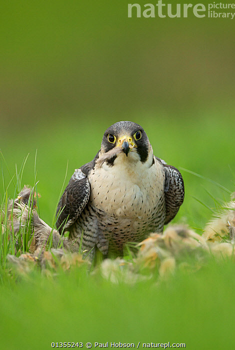 Stock photo of Peregrine falcon (Falco peregrinus) male on kill in ...