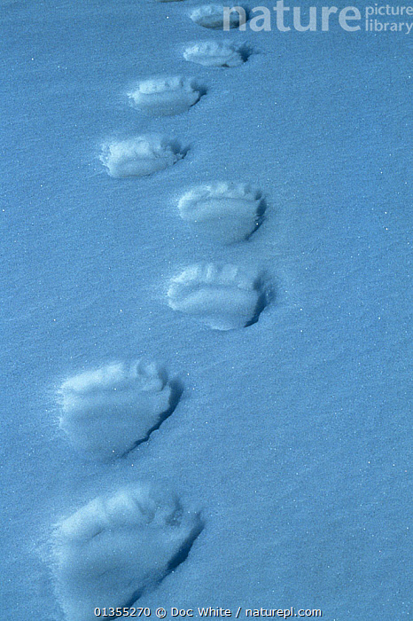 Stock photo of Polar Bear (Ursus maritimus) footprints in snow Baffin ...