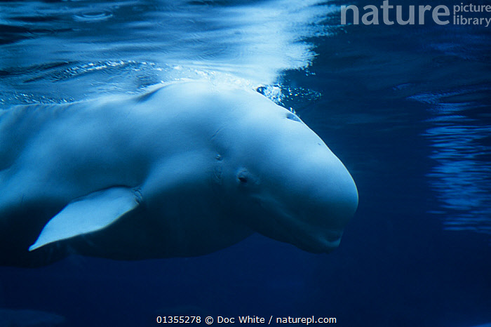 Stock photo of Beluga / White Whale (Delphinapterus leucas) near sea ...