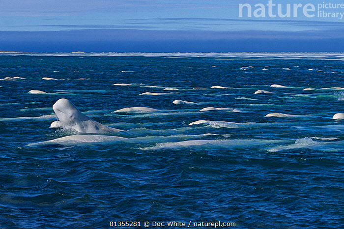 Stock photo of Large pod of Beluga / White Whale (Delphinapterus leucas ...
