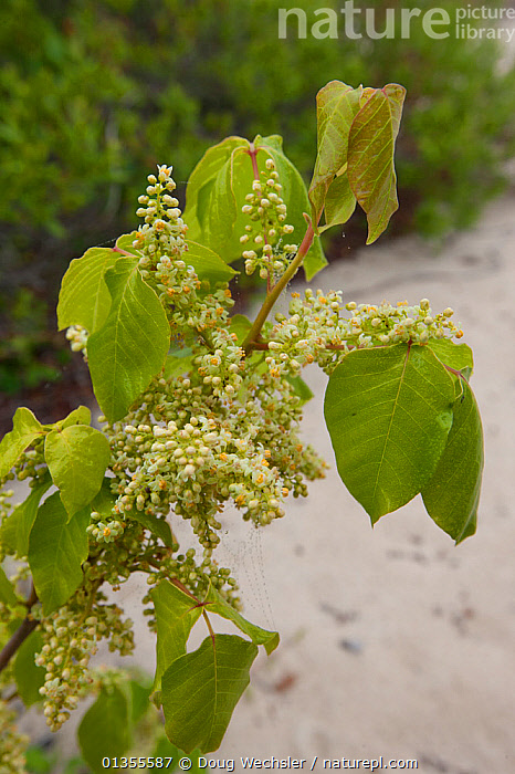 Toxicode Toxicodendron Radicans Ssp. Radicans"
