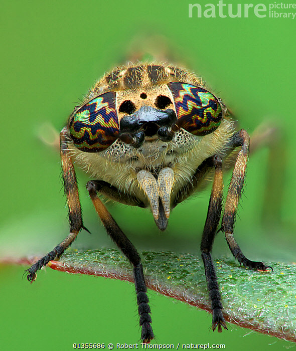 Stock photo of Cleg fly (Haematopa pulvialis) adult at rest on bog ...