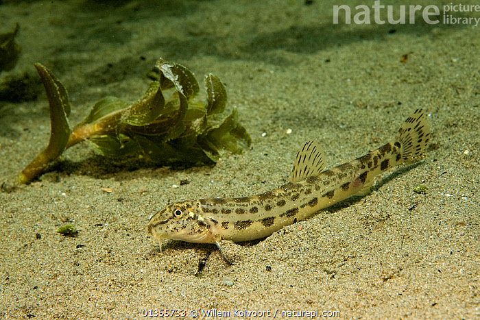 Stock photo of Spined loach (Cobitis taenia) on riverbed, Europe, May ...