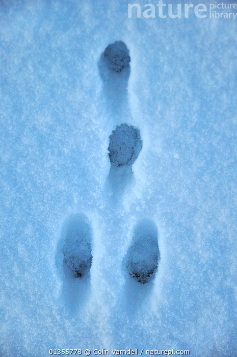 Stock photo of Rabbit (Oryctolagus cuniculus) footprints in fresh snow ...