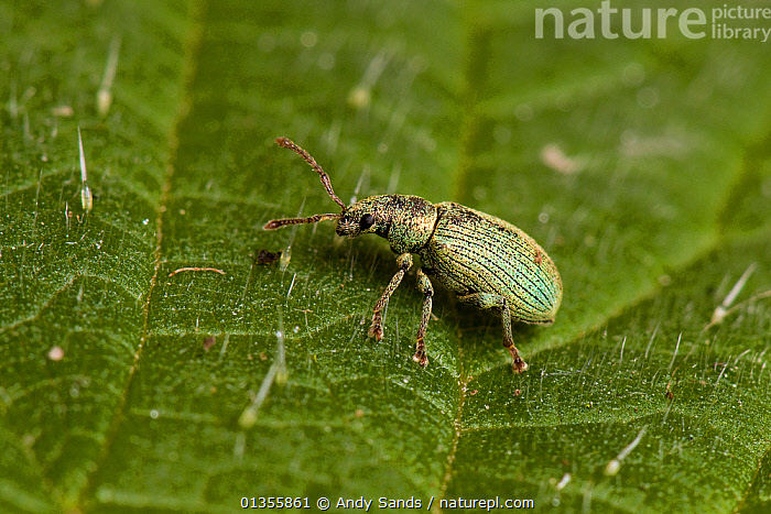 Stock photo of Nettle Weevil / Golden Leaved Beetle (Phyllobius ...