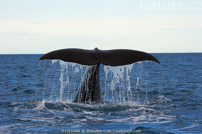 Stock photo of Sperm Whale (Physeter macrocephalus) begins a deep ...