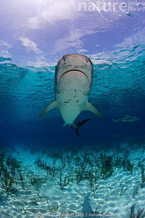 Stock photo of Tiger Shark (Galeocerdo cuvier) seen from below in ...