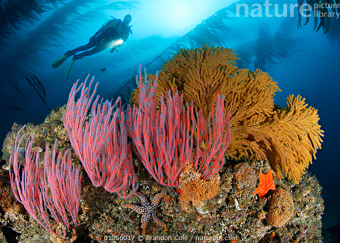 Stock photo of Red Gorgonians (Lophogorgia chilensis) and Golden ...