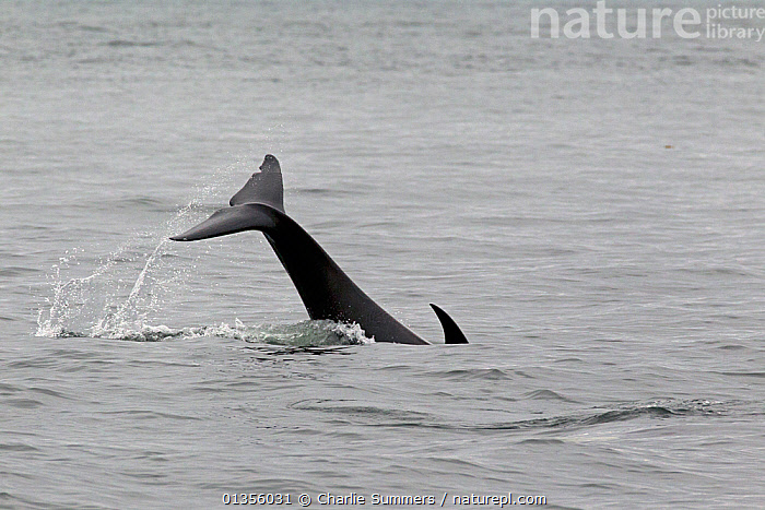 Stock photo of Orca / Killer Whale (Orcinus orca) using its tail to ...