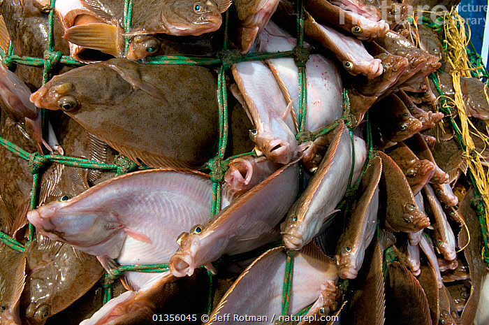 Yellowtail Flounder