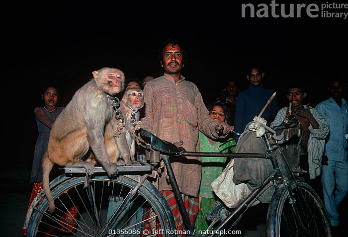 Stock photo of A monkey trainer / performer taking his two monkeys home ...