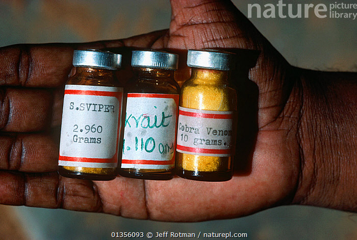 Stock photo of Irula Snake Tribe member holding vials of snake anti ...