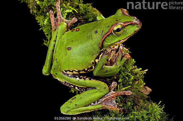 Stock photo of Gliding frog (Rhacophorus burmanus) Ziro valley ...