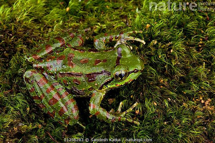 Stock photo of Frog (Amolops formosus) on moss, Ziro Valley, Arunachal ...