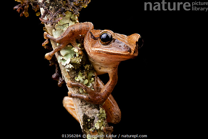 Stock photo of Himalayan tree frog (Polypedates himalayensis) Ziro ...