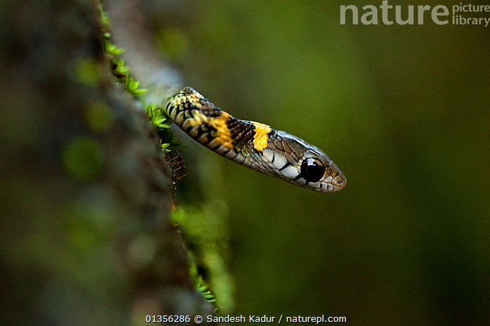 Stock photo of Himalayan keelback snake (Rhabdophis himalayanus) Ziro ...