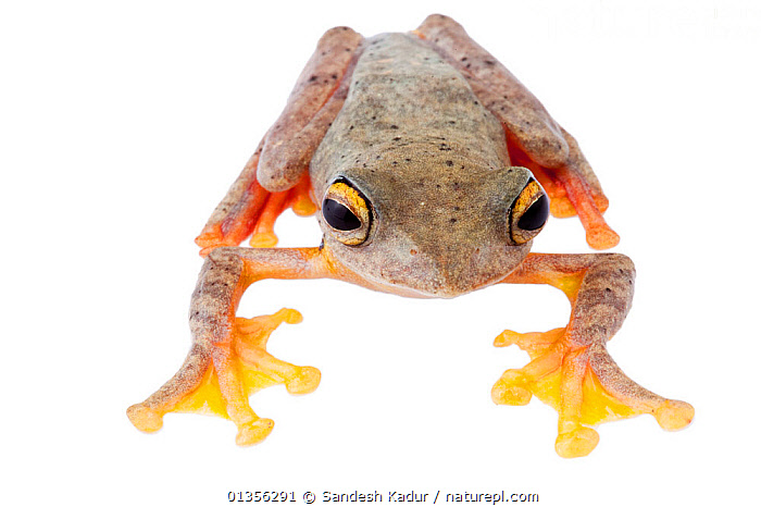 Stock photo of Twin-spotted gliding frog (Rhacophorus bipunctatus ...