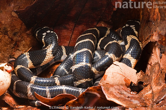 Stock photo of King cobra (Ophiophagus hannah) hatchlings in nest ...