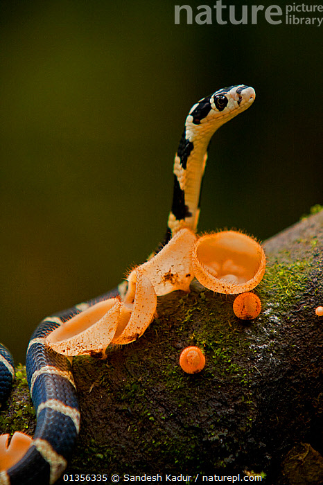 Stock photo of Young King cobra (Ophiophagus hannah) hatchling climbing ...