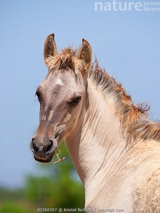 Stock photo of Portrait of rare Sorria colt, Reserva Natural do Cavalo ...