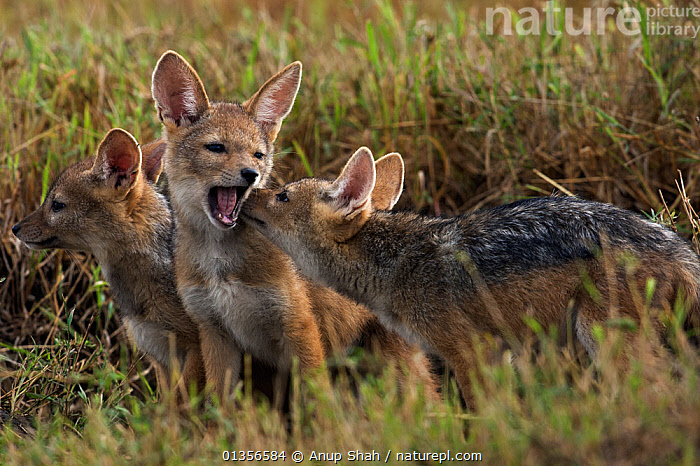 Baby Golden Jackal