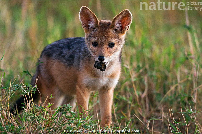 Stock photo of Black backed jackal pup (canis mesomelas) carrying some ...