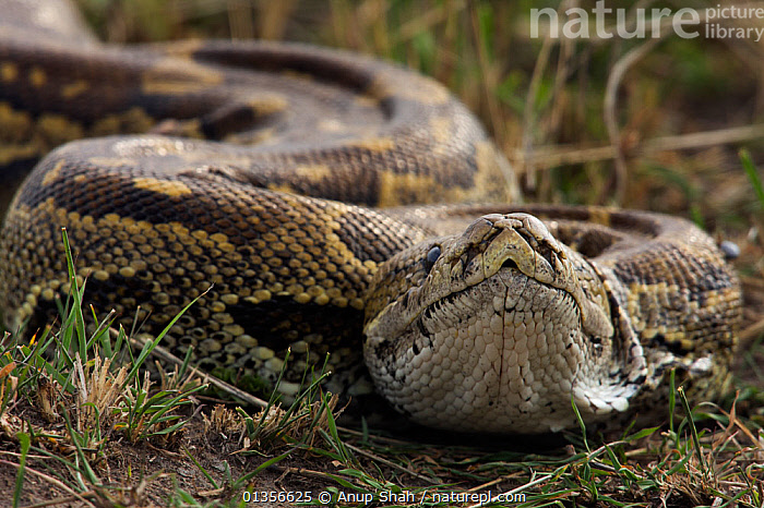 Stock photo of African rock python (Python sebae) Masai Mara National ...