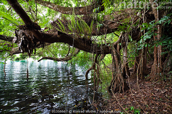 Stock photo of Strangler Fig Tree (Ficus virens) beside water in ...