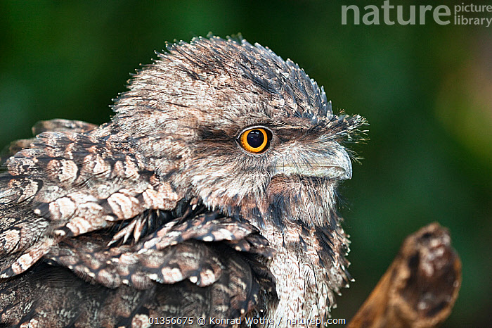 Stock photo of Tawny frogmouth (Podargus strigoides) portrait ...