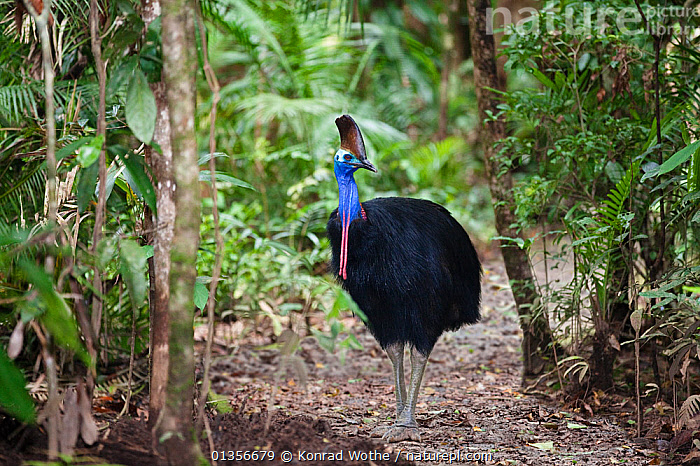 Stock photo of Southern Cassowary (Casuarius casuarius) female in ...