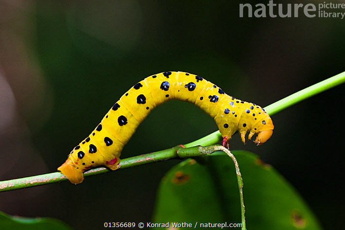 Stock photo of Caterpillar larva of the Four O'clock Moth (Dysphania ...