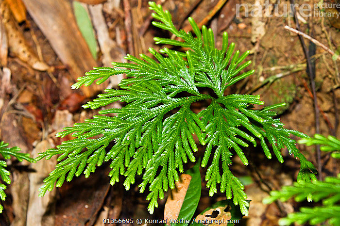 Stock photo of Electric Fern (Selaginella longipinna) in rainforest ...