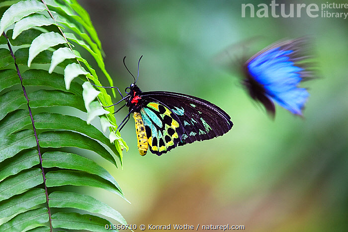 Stock photo of Cairns birdwing butterfly (Ornithoptera priamus) male on ...