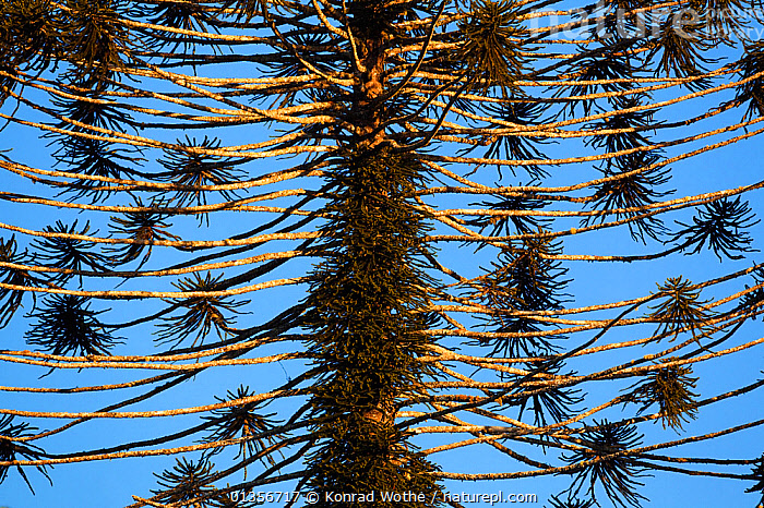 Stock photo of Bunya pine tree (Araucaria bidwillii) Atherton ...