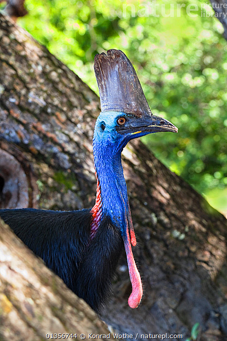 Stock photo of Southern Cassowary (Casuarius casuarius) female in ...