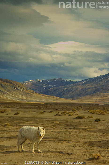 Stock photo of Arctic wolf (Canis lupus) on tundra, Ellesmere Island ...