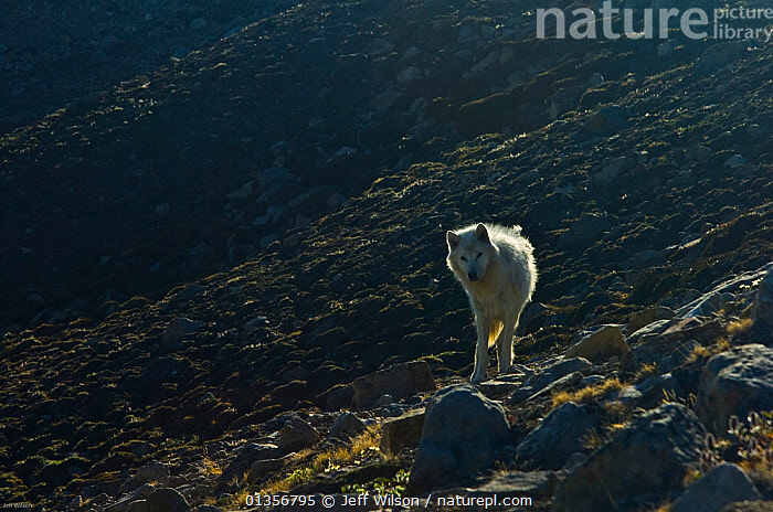 Stock photo of Adult Arctic wolf (Canis lupus) on tundra, Ellesmere ...