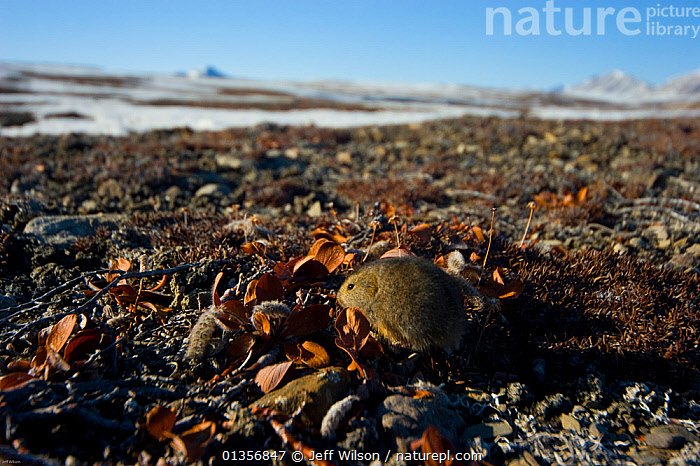 Stock photo of Arctic Lemming (Dicrostonyx torquatus) on Tundra ...