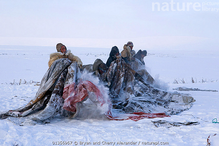 Stock photo of Chukchi reindeer herders preparing to put cover on ...