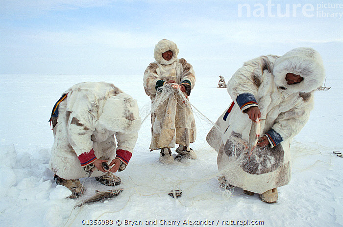 Stock photo of Nenets men checking fishing net set under ice on lake in ...