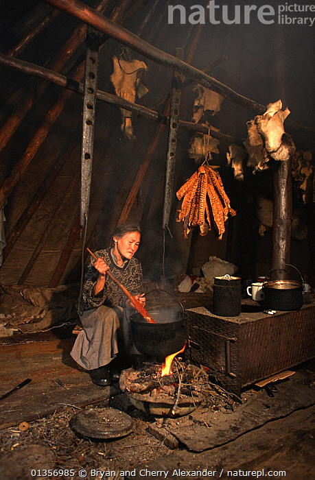 Stock photo of Nenets woman cooking fish inside her tent at summer ...