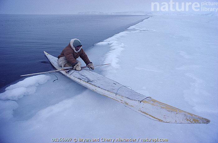 Stock photo of Inuit hunter using kayak at ice edge in winter ...