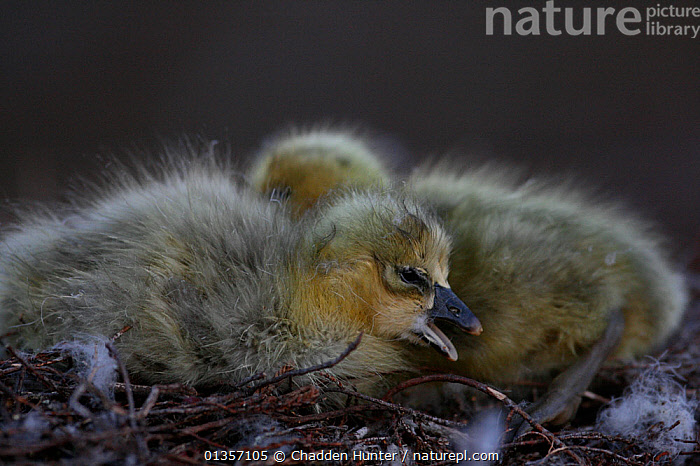 Stock photo of Snow geese goslings (Chen caerulescens) taken on ...