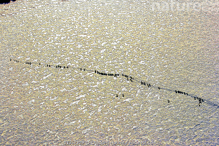 Stock photo of Aerial view of hunting pack of Timber wolves (Canis ...