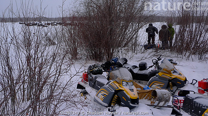 Stock photo of BBC filming team used the willow scrub as a blind, using ...