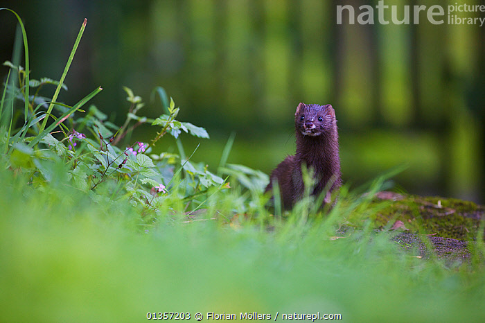 Stock photo of European Mink (Mustela lutreola) female portrait ...