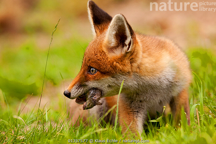 Black Baby Fox Cubs