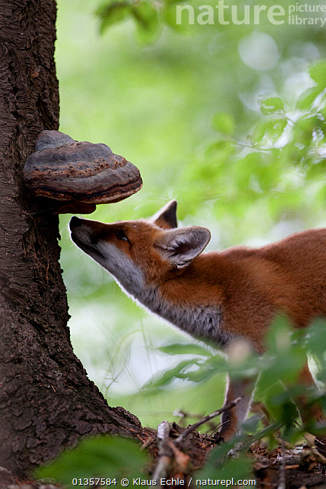 Stock photo of Red Fox (Vulpes vulpes) sniffing bracket fungus on a ...