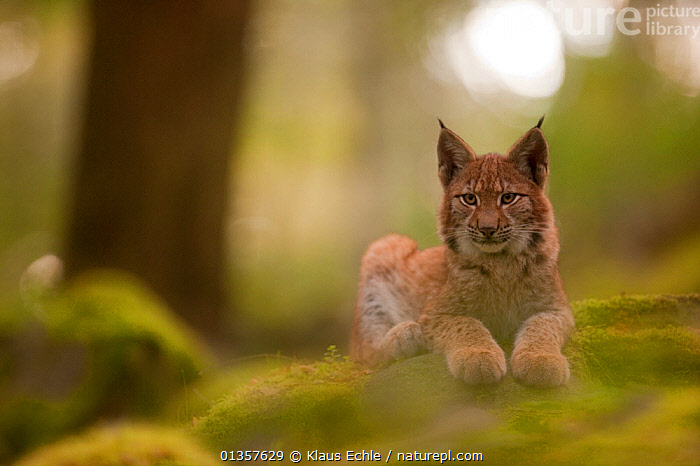 Stock photo of Lynx (Lynx lynx) sitting sphynx-line in softly lit ...