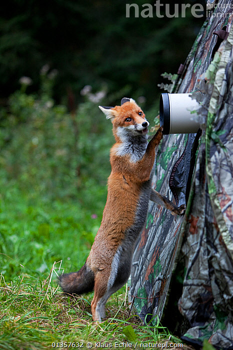 Stock photo of Red Fox (Vulpes vulpes) investigating camouflaged ...